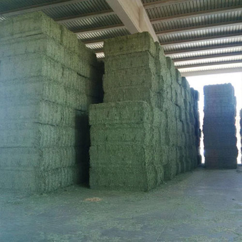 Alfalfa - Alfalfa deshidratada